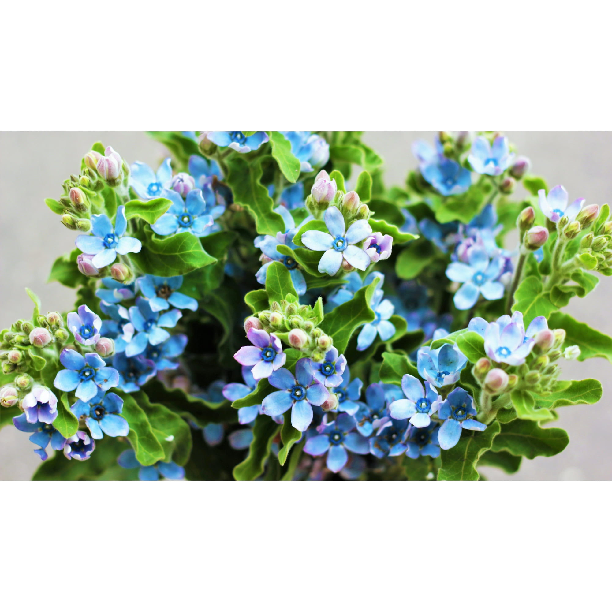 Click here for Seedville Usa 10 Tweedia Blue Milkweed Southern St... prices