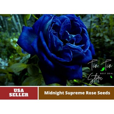 PEMDASGARDEN, 30 Rare Rose Seeds, English Blue and Yellow Roses, BUY 4 ...