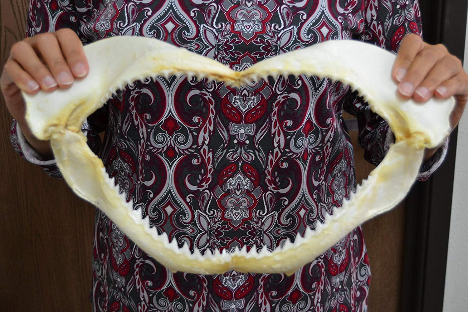 Real Black Tip Shark Teeth Tooth Mouth Jaw 14" - Walmart.com