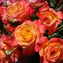 Heirloom Roses - Bolero Rose Bush - White Floribunda Rose Plants ...