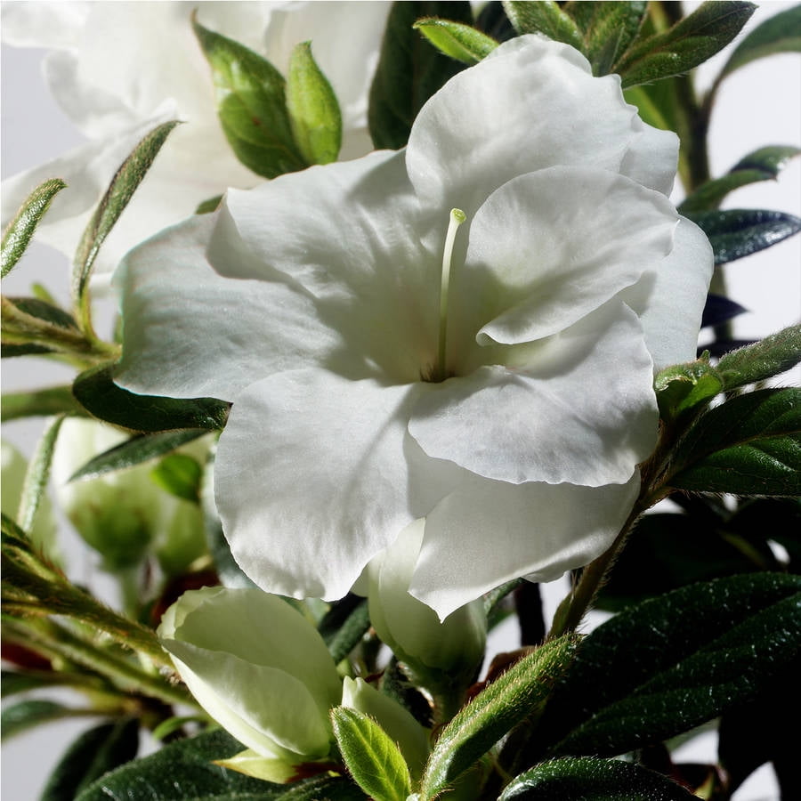 Encore Azalea Autumn Moonlight (1 Gallon) White Flowering Shrub – Full ...