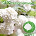 3000+Pcs Real Ivory White Dried Hydrangea Flower Petals - 100% Natural ...