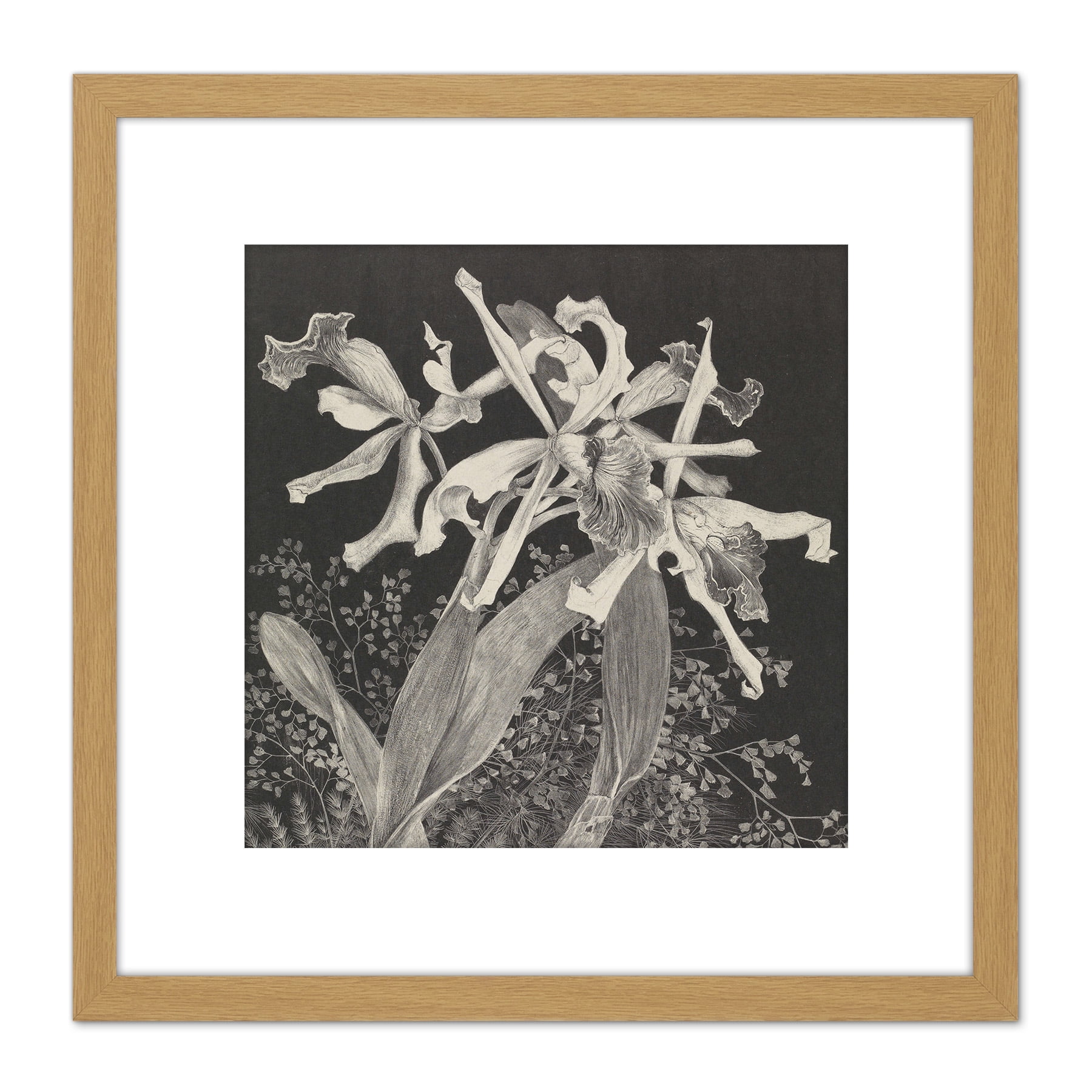 Hoytema Orchids Flower Petals Plant Bw Drawing 8X8 Inch Square Wooden ...