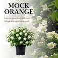 White Mock Orange Plant 3-5 Inch Tall in 4" Pot, Mock Orange Flower ...
