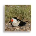 3drose, Black Skimmer with Its Chick, Port Isabel, South Padre Island ...