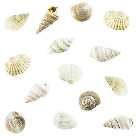 Tiny Miniature Beach Seashells (4.5oz Bag, 500 Shell) by Super Z Outlet ...