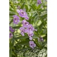 RedCrocus Hippo White Polka Dot Plant- Compact Variegated Foliage ...