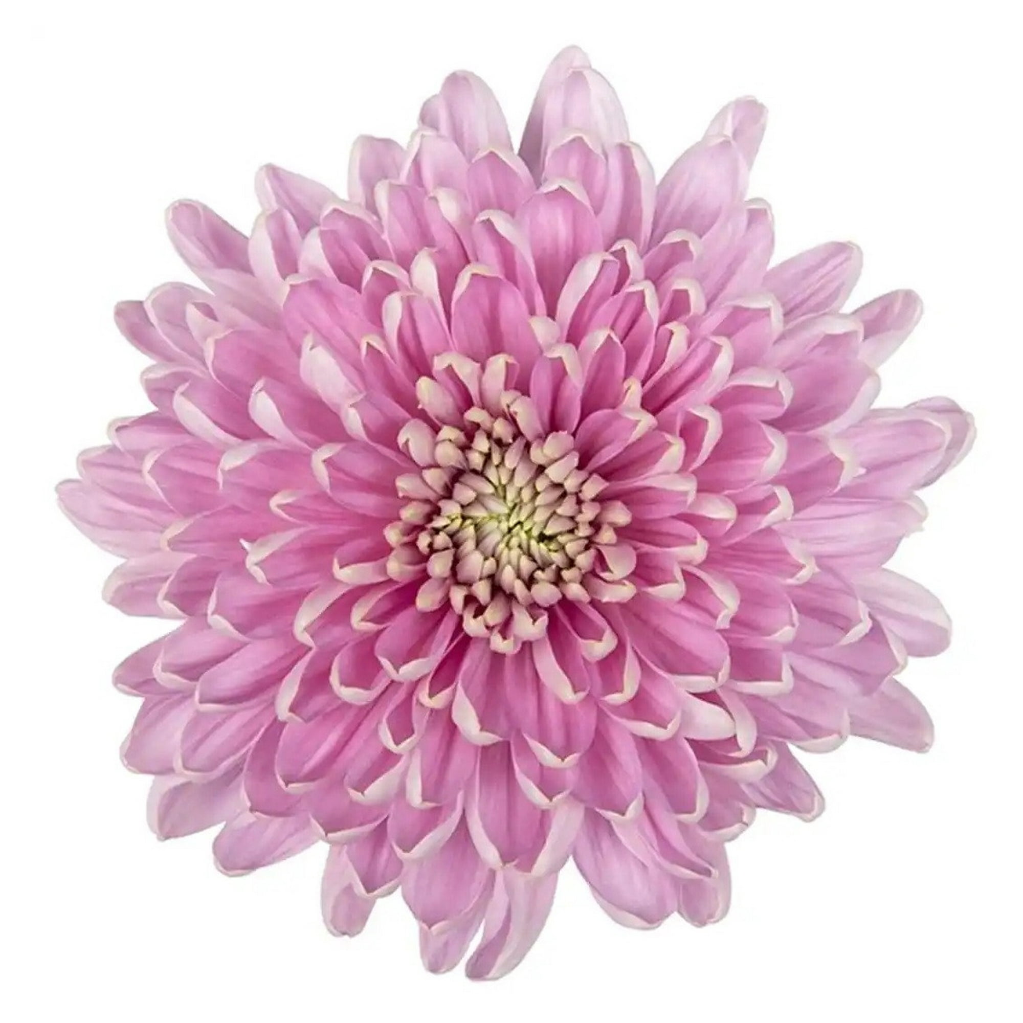 Click here for Blooms To Go Wholesale Fresh Flowers- Chrysanthemu... prices