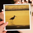 3drose, Willet Bird, Sunset, Corcovado Np, Costa Rica - Sa22 Ksc0201 ...