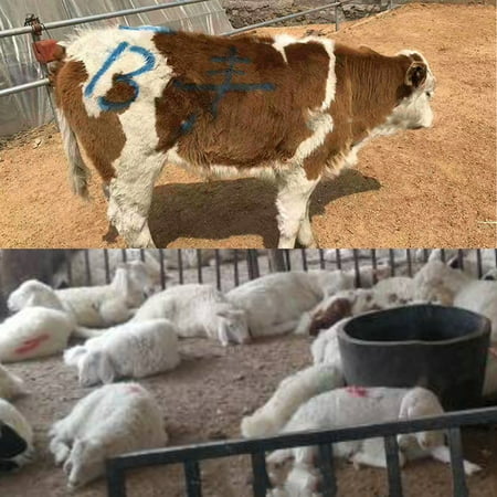 Pig Marking Crayon Pet Crayon Farming Marking Tool 4PCS Livestock ...