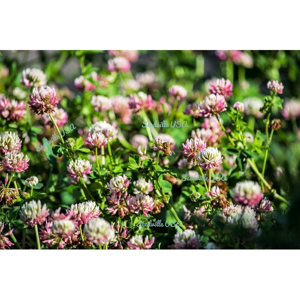 1500 ALSIKE CLOVER Trifolium Hybridum Pink & White Flower Legume Seeds ...