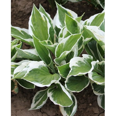 Mixed Hosta Perennials (6 Pack of Bare Roots) - Great Hardy Shade ...