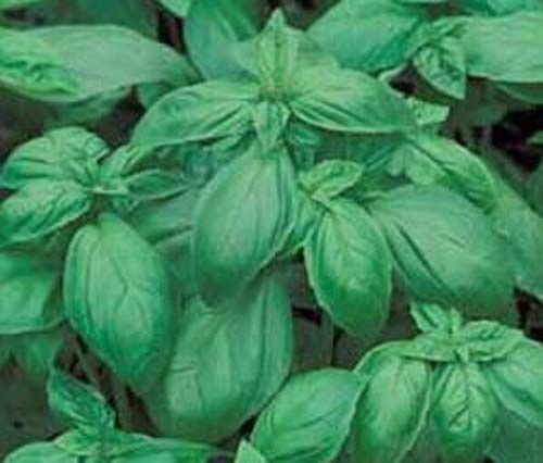 Basil Italian Large Leaf Great Garden Herb 1,200 Seeds - Walmart.com