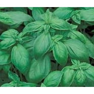 Burpee Organic Sweet Basil Herb Seed, 1-Pack - Walmart.com