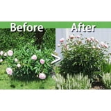 4 Sets Peony Support Cage,10" Dia. x 16" High Grow Through Hoops Grids ...