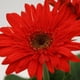 Better Homes & Gardens Gerbera Daisy Flowering Outdoor Live Plant, 12 ...