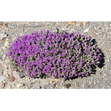40 CONEHEAD THYME Thymus Capitatus syn. Thymbra Capitata Mediterranean ...