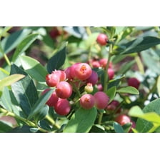 Mini Blues Blueberry Bush, Live Starter Plant, 5-6' Tall, Full Sun ...