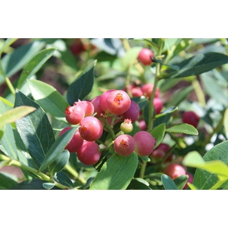 Mini Blues Blueberry Bush, Live Starter Plant, 5-6' Tall, Full Sun ...