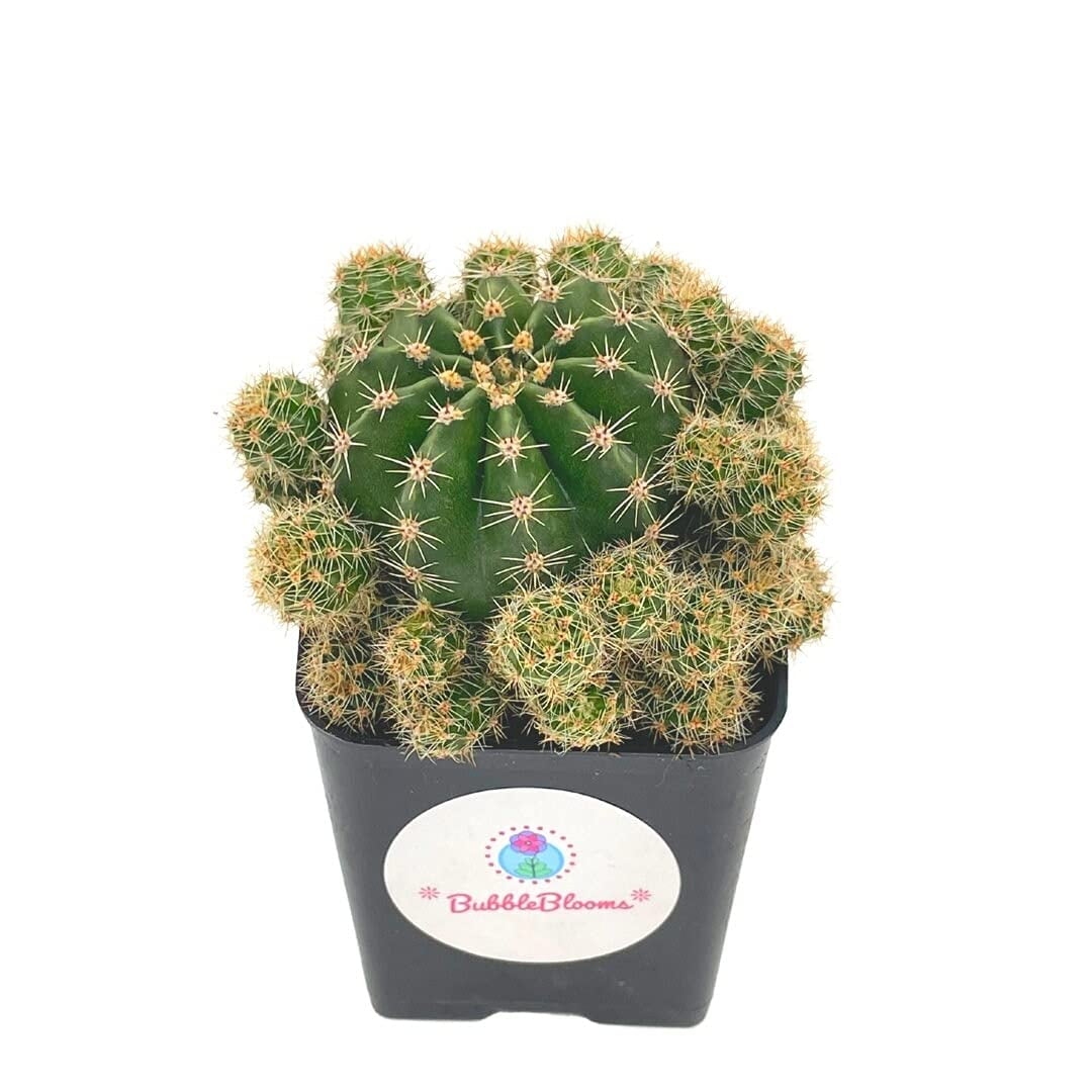 Pink Easter Lily Cactus Echinopsis oxygona Echinobivia Rainbow Bursts ...