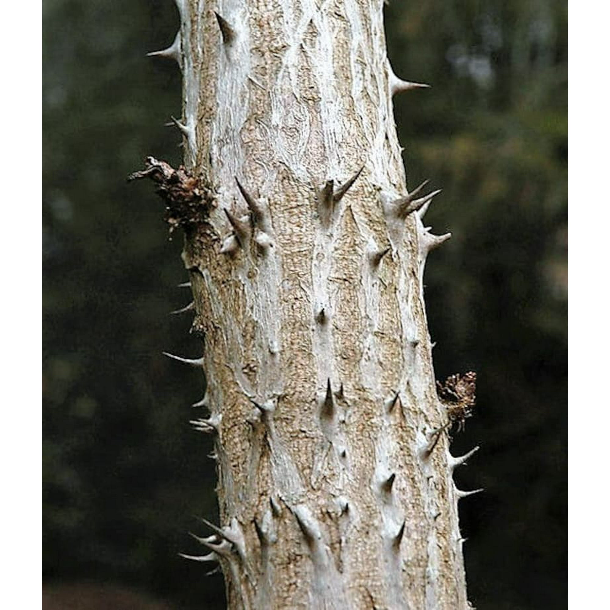 Click here for Home Shops Ca 25 Devils Walkingstick Shrub Flower... prices