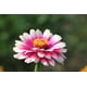 50 CAROUSEL MIX ZINNIA Elegans Carrousel Whirligig Mixed Colors Bicolor ...