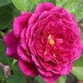 Ebb Tide‚Ñ¢ Floribunda Rose Bush - Heirloom Roses Purple Rose, Double ...