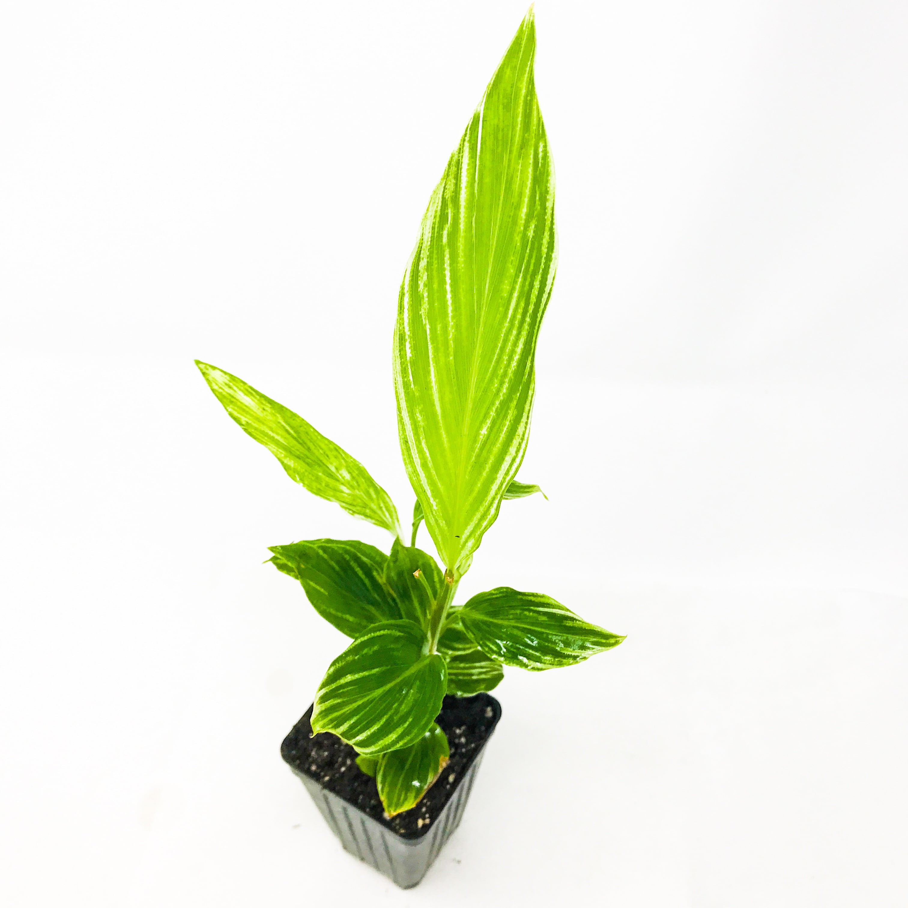 Pinstripe Ginger Variegated Live Plant - Alpinia formosana - Wellspring ...