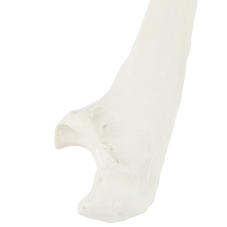 Real Ulna Bone