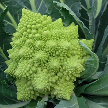 Organic Belstar Hybrid Broccoli Seeds - 25 Seeds - Walmart.com