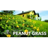 EcoTurf Perennial Peanut Grass 3 Large Gallon Size Plants Arachis ...