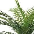 14" Roebellini Palm Live Plant - Walmart.com