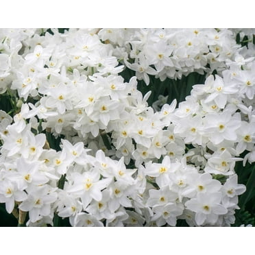 10 'Ziva' Paperwhites Flower Bulbs 14/15cm Bulbs - Walmart.com
