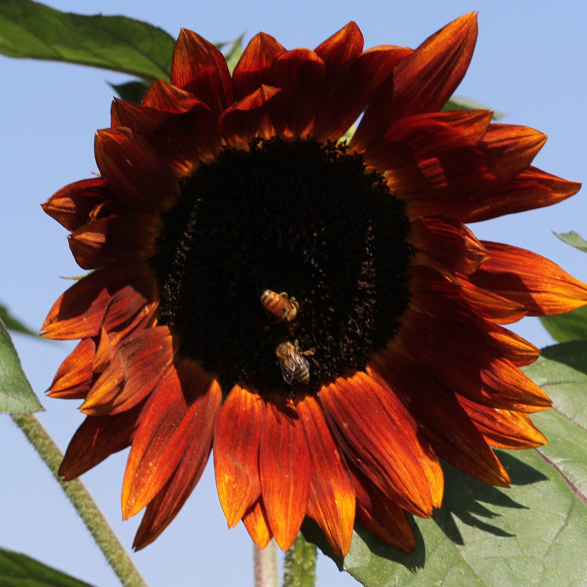 Velvet Queen Sunflower - 7 g ~280 Seeds - Open Pollinated, Non-GMO Sun ...