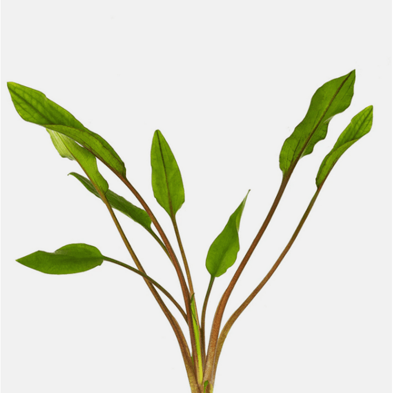 Cryptocoryne Walkeri Lutea