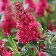 Butterfly Candy Lil' Raspberry Butterfly Bush (1.5 gal) Pink Flowering ...