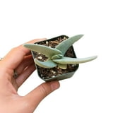 SUCCULENTS BOX Crassula Falcata Propeller Succulent Plant, 2 inch, Blue ...