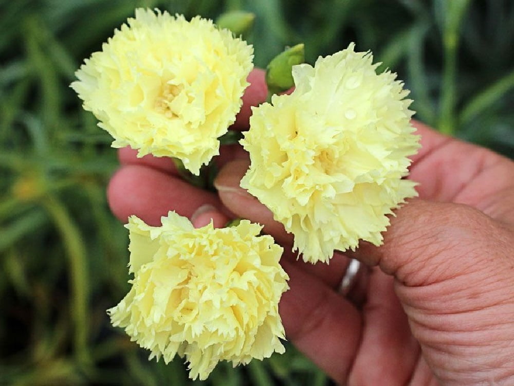 Yellow Dianthus Caryophyllus