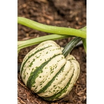 50 Seeds DELICATA SQUASH Striped Sweet Potato Cucurbita Pepo Vegetable ...