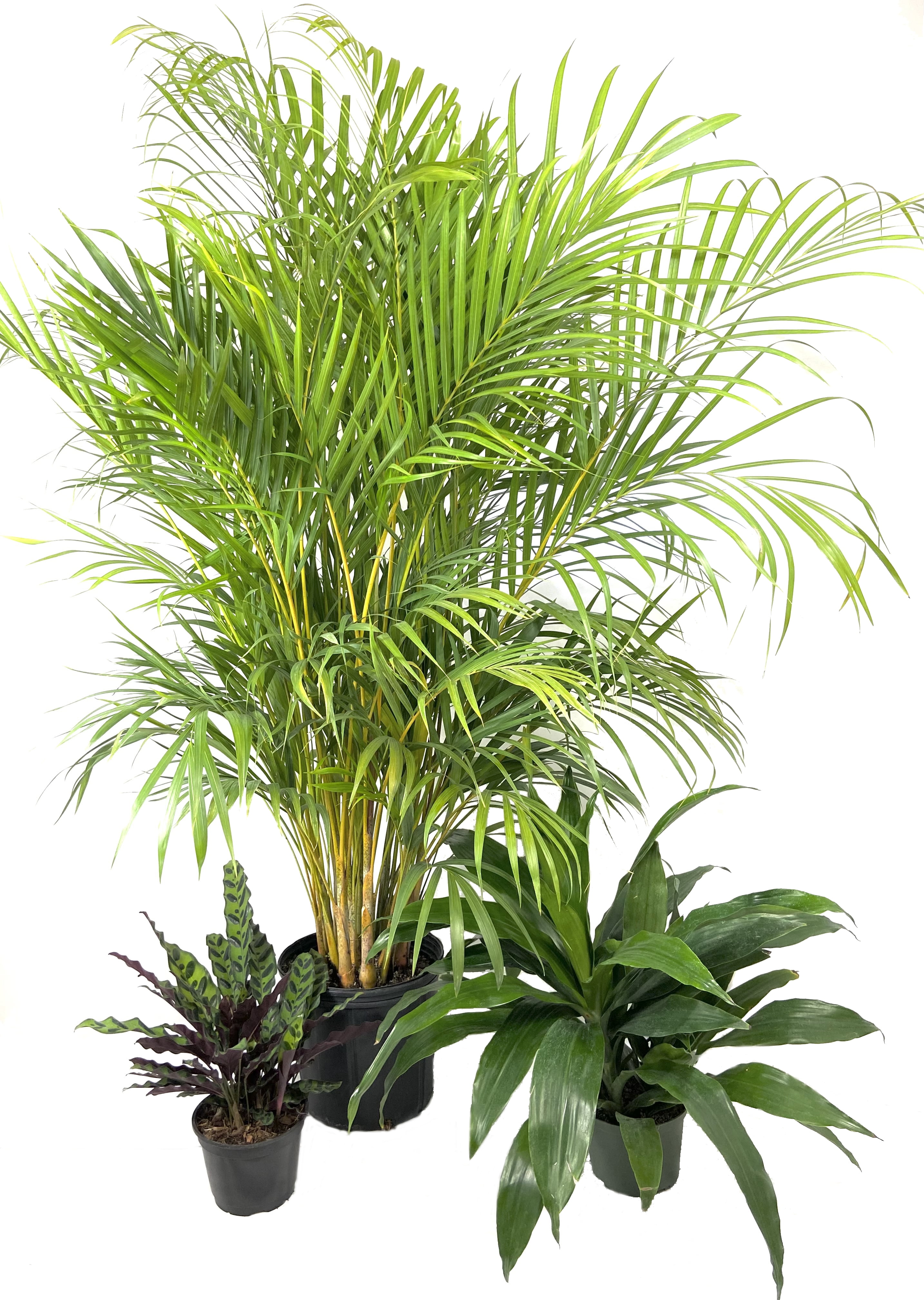 Areca Palm Png