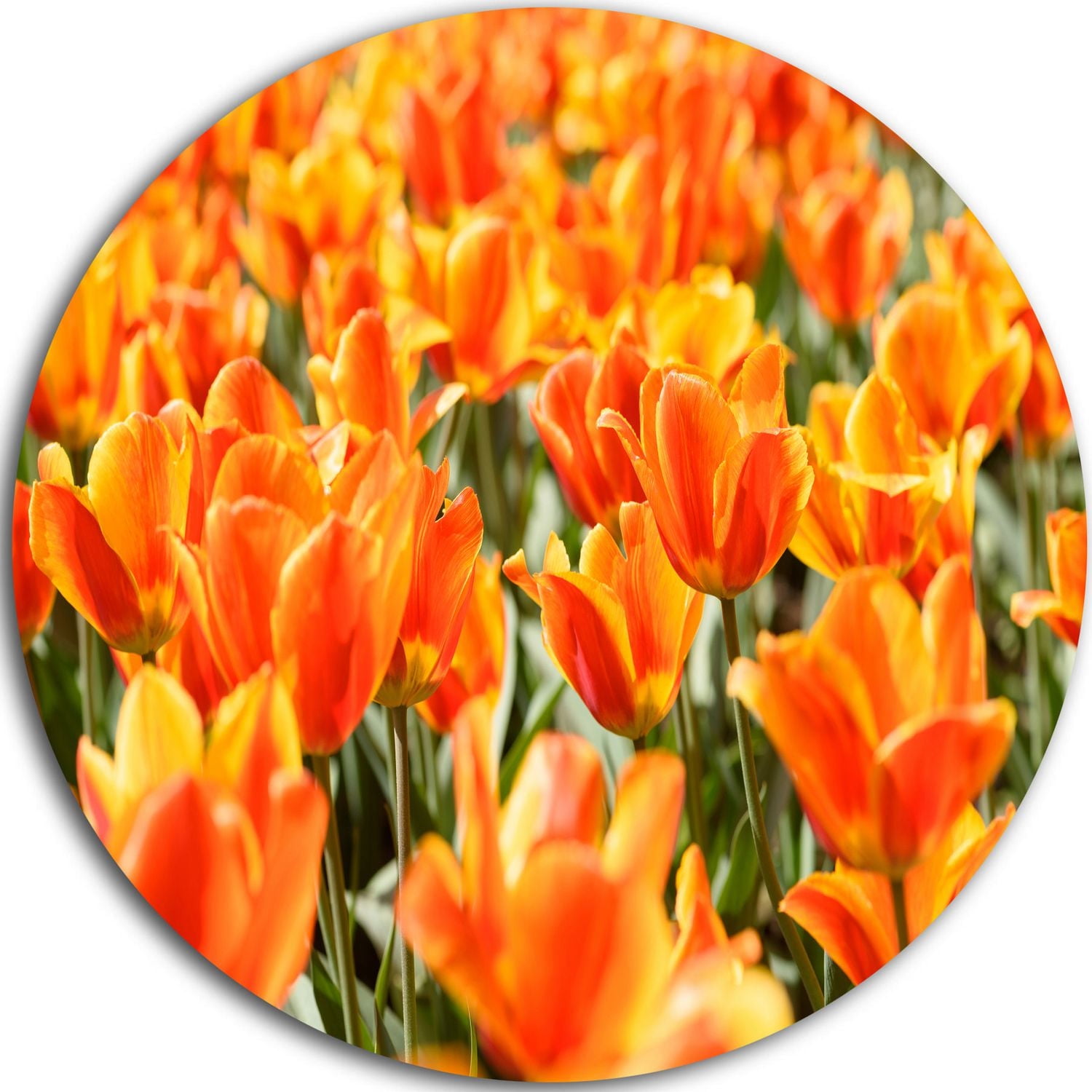 Click here for Designart Design Art Fresh Tulip Flowers On Sunny... prices
