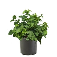 1 gal. Pinky Promise Snowberry (Symphoricarpos) Live Shrub, Gumball ...