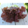 TomorrowSeeds - Ruby Red Leaf Lettuce Seeds - 2000+ Count - For 2026 ...