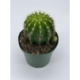 Lemon Barrel Cactus, 4 inch, Echinopsis Calochlora - Walmart.com