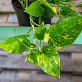 8 Inch Golden Pathos In Hanging Basket - Trailing Vines - Low ...