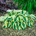 Brim Cup Hosta Dormant Bare Root Shade Perennial Plants, 3-Pack ...