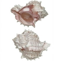 Chank Shell Divine Conch Shell 8-9" Large Decorative Seashell - Walmart.com