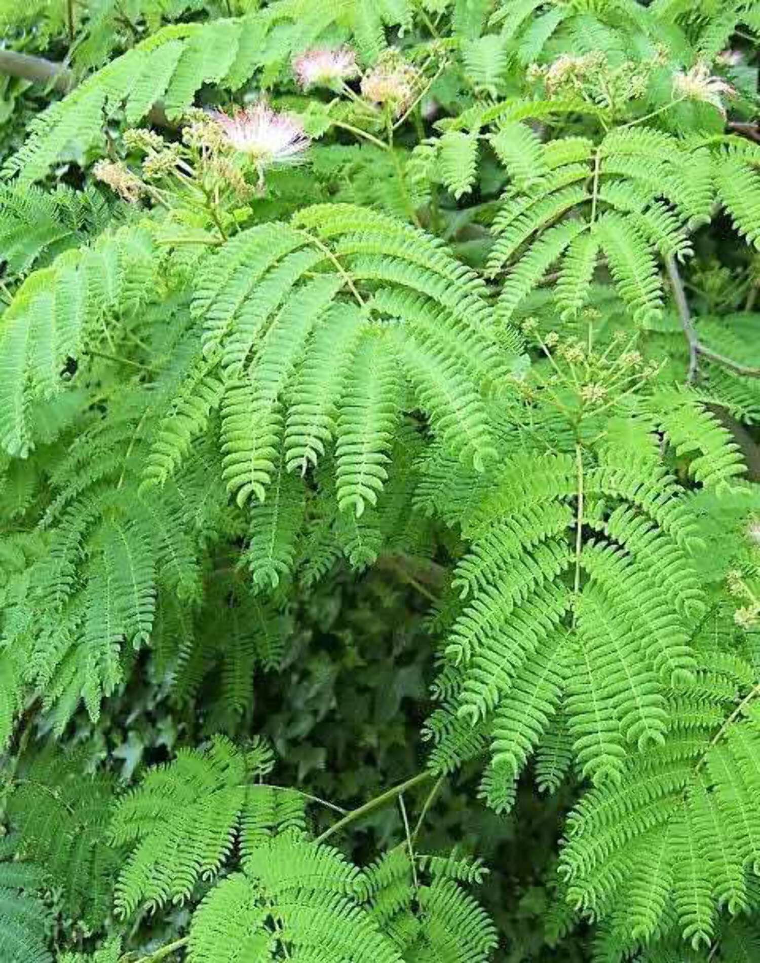 Mimosa Tree Leaves