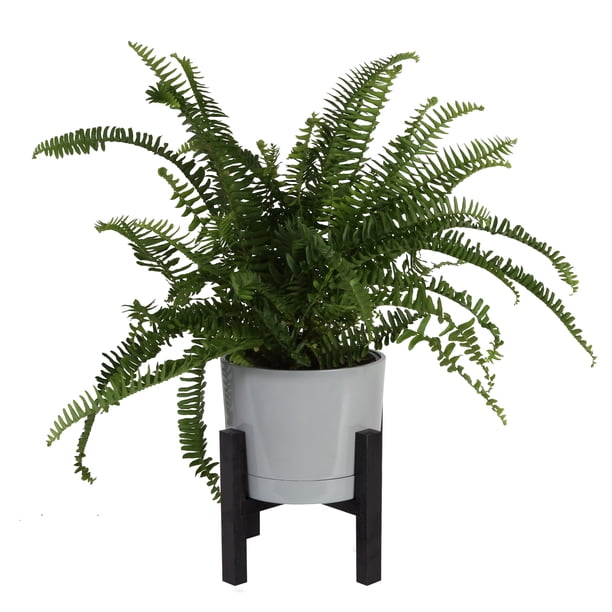 Austral Gem Fern
