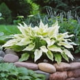 White Feather Trimmed Hosta - 3 Live Bare Roots - Blooming & Fragrant ...